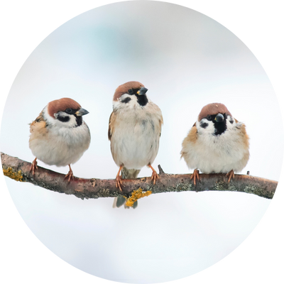 Home - Healing Circles Training